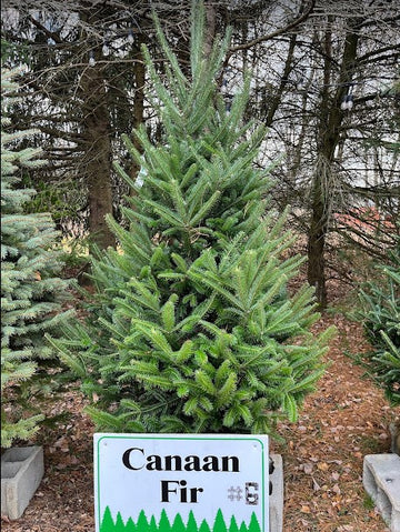 Trees – Pioneer Trails Tree Farm