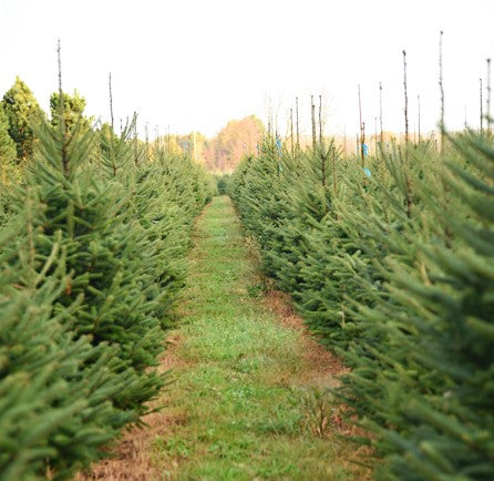 Field Trip – Pioneer Trails Tree Farm