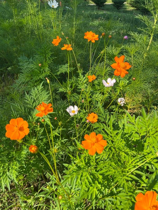 Cut Your Own Flowers – Pioneer Trails Tree Farm