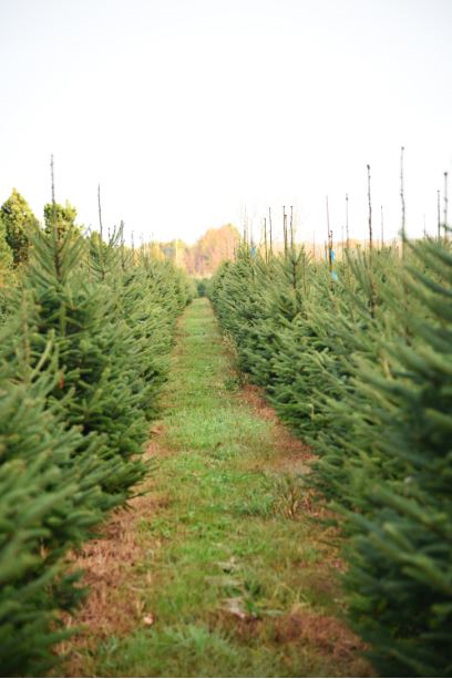 Pioneer Trails Tree Farm
