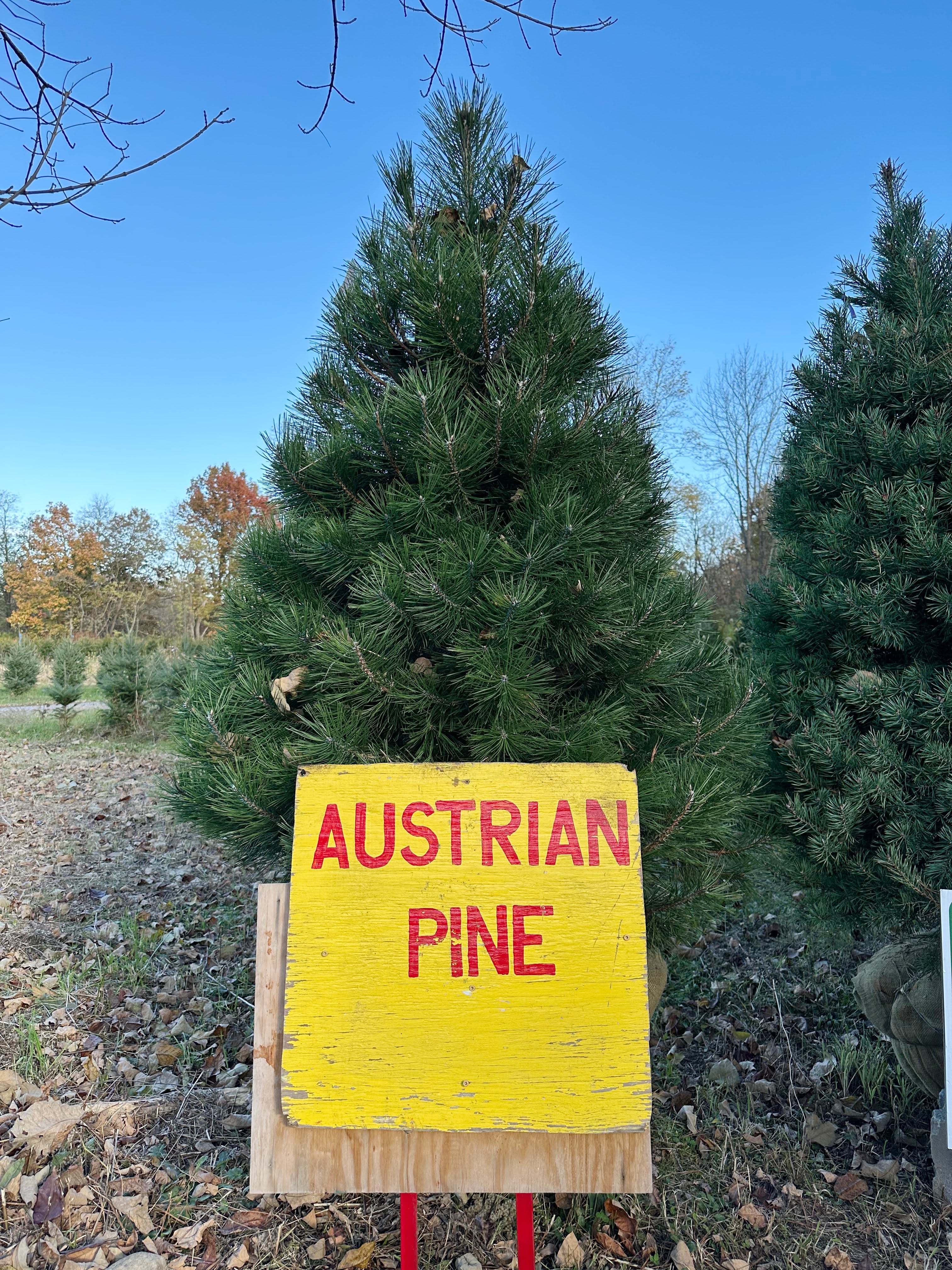 Trees – Pioneer Trails Tree Farm