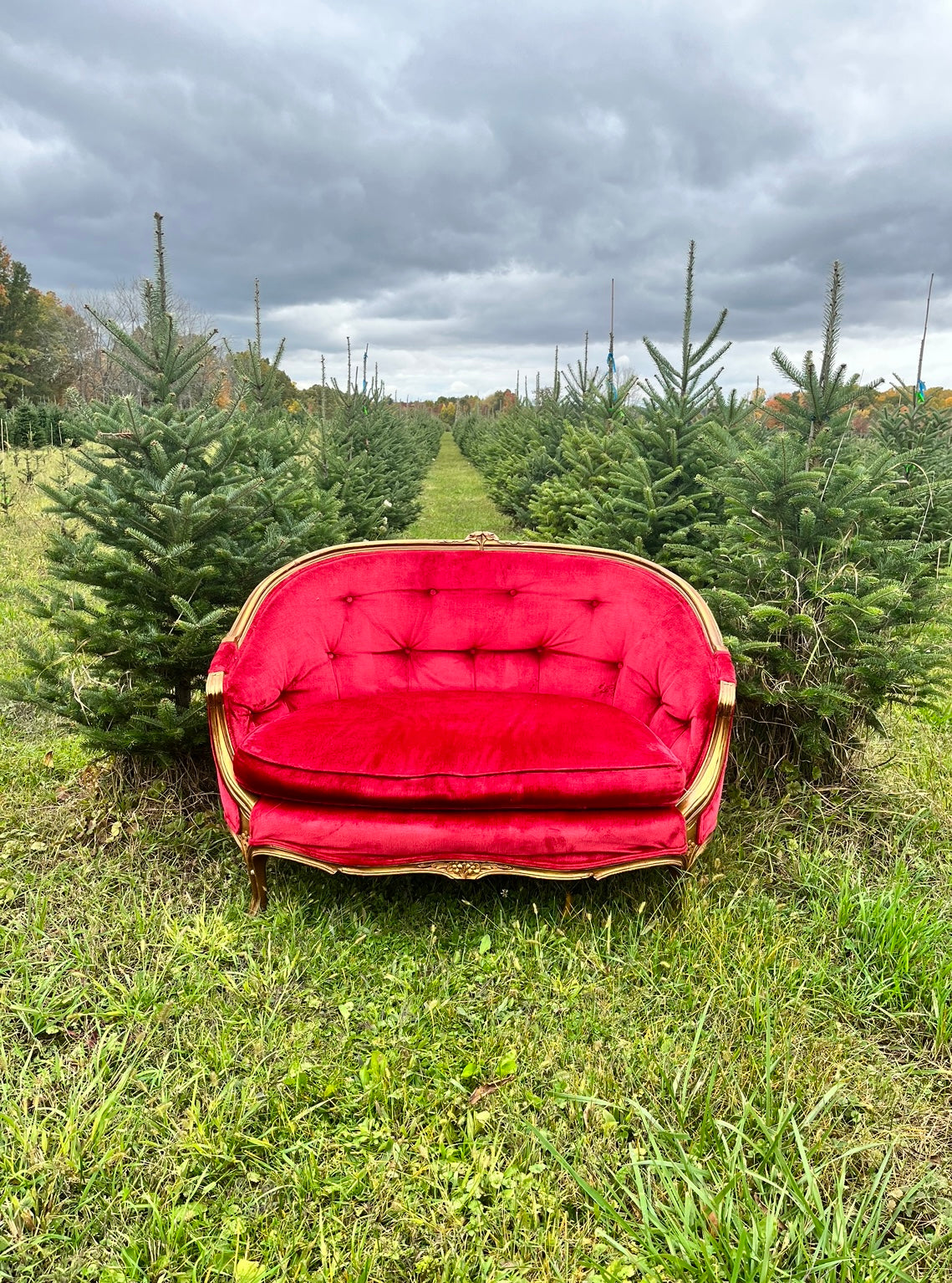 Photography – Pioneer Trails Tree Farm