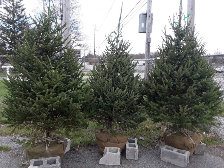 Trees – Pioneer Trails Tree Farm