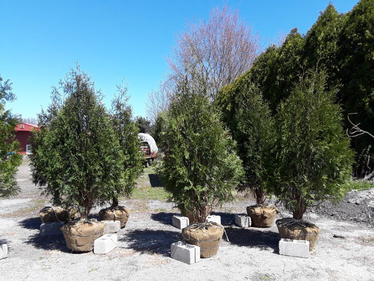 Trees – Pioneer Trails Tree Farm