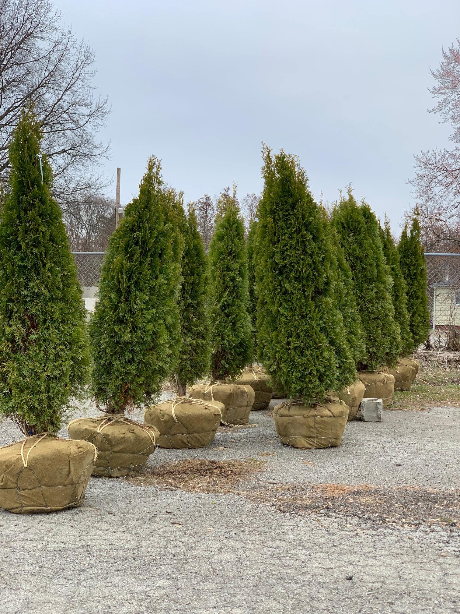 Trees – Pioneer Trails Tree Farm