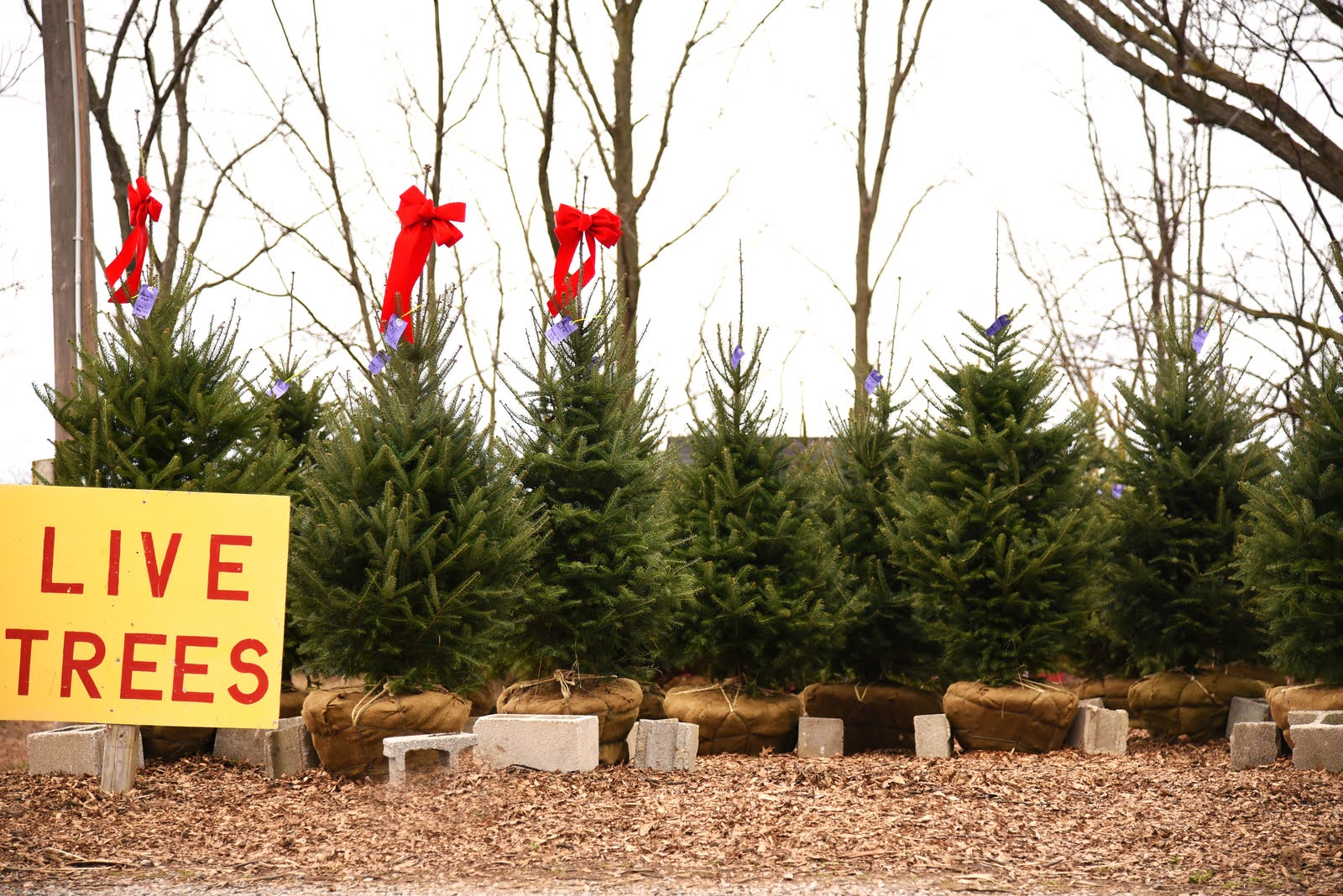 Trees – Pioneer Trails Tree Farm
